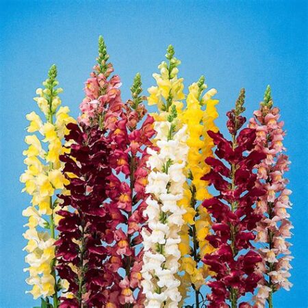 Snapdragon, Rocket Mix, Pack – Snapdragon Flower Farm LLC