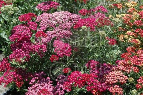 Yarrow, Red Shades, Pack – Snapdragon Flower Farm LLC